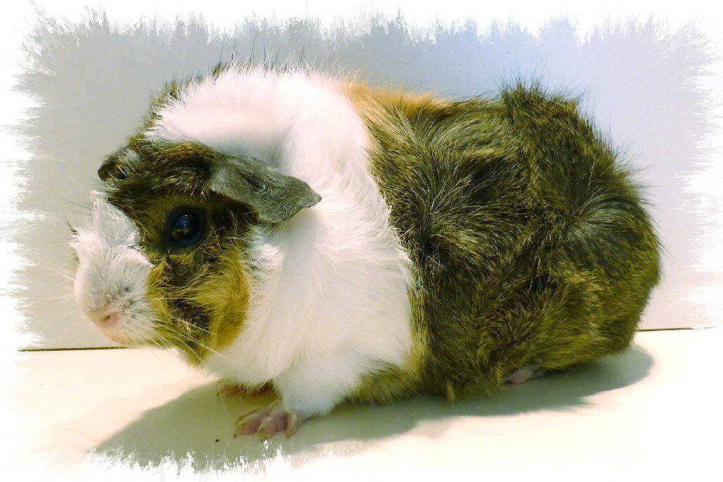 Caviastal De Borsteltjes