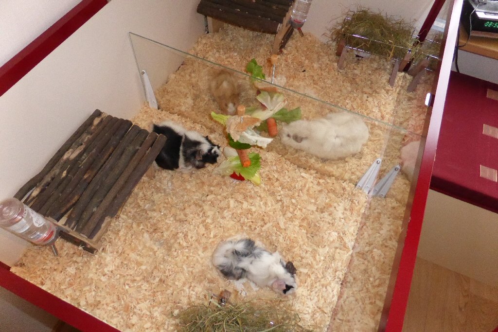 Caviastal De Borsteltjes