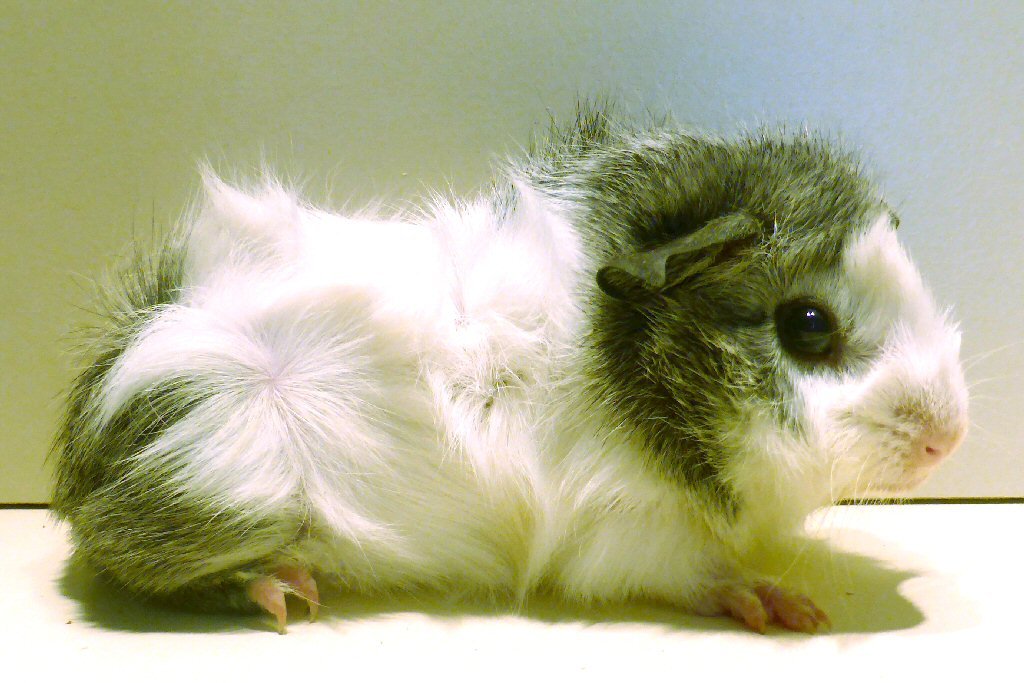 Caviastal De Borsteltjes