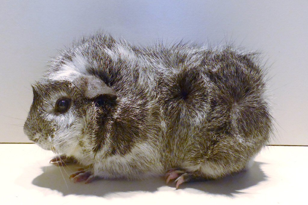 Caviastal De Borsteltjes