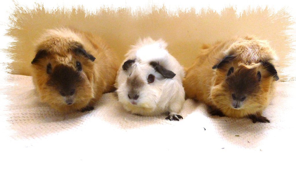 Caviastal De Borsteltjes