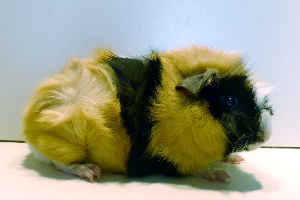 Caviastal De Borsteltjes