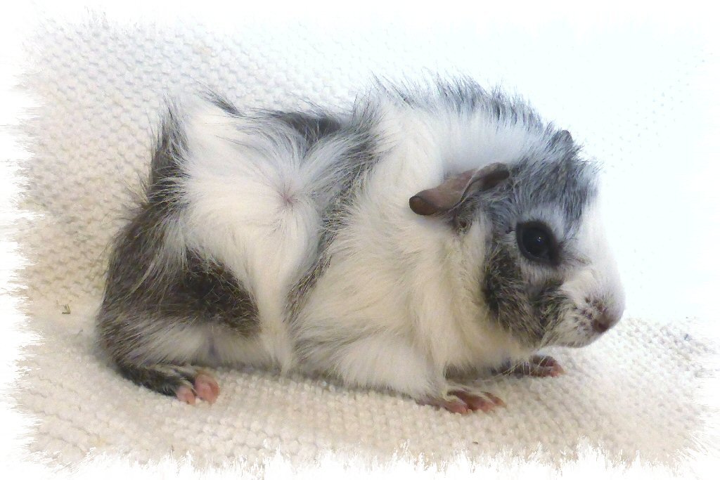 Caviastal De Borsteltjes