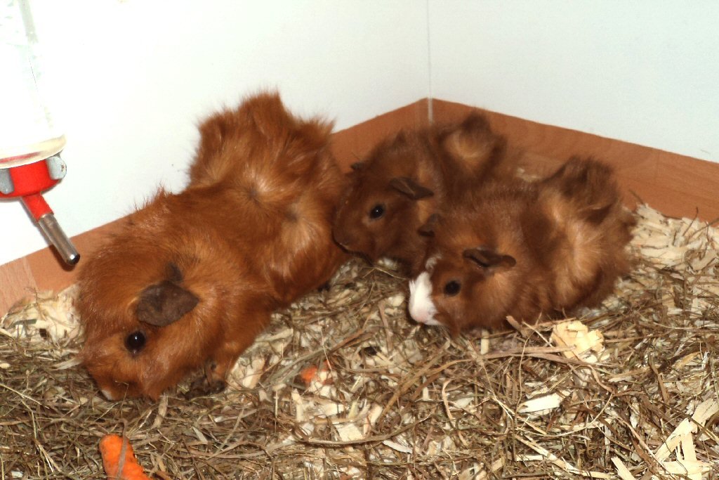 Caviastal De Borsteltjes